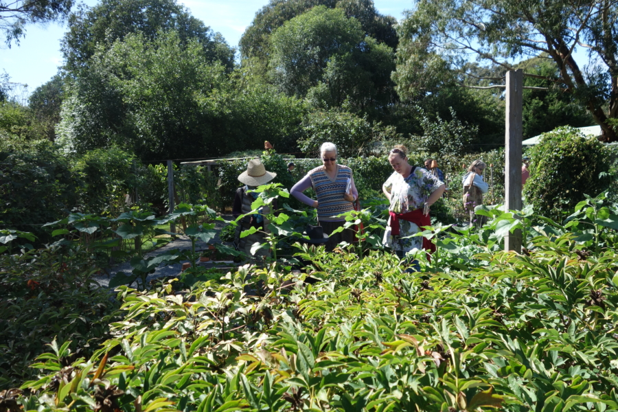 Simon Rickard's Garden - The Desert Echo