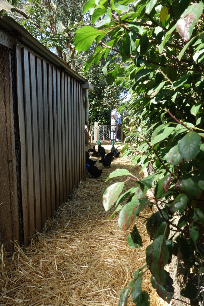 Simon Rickard's Garden - The Desert Echo